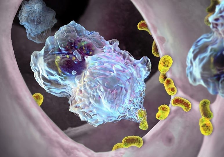 Immunology Assays| Assess Immune Cell Function and Perform Characterization