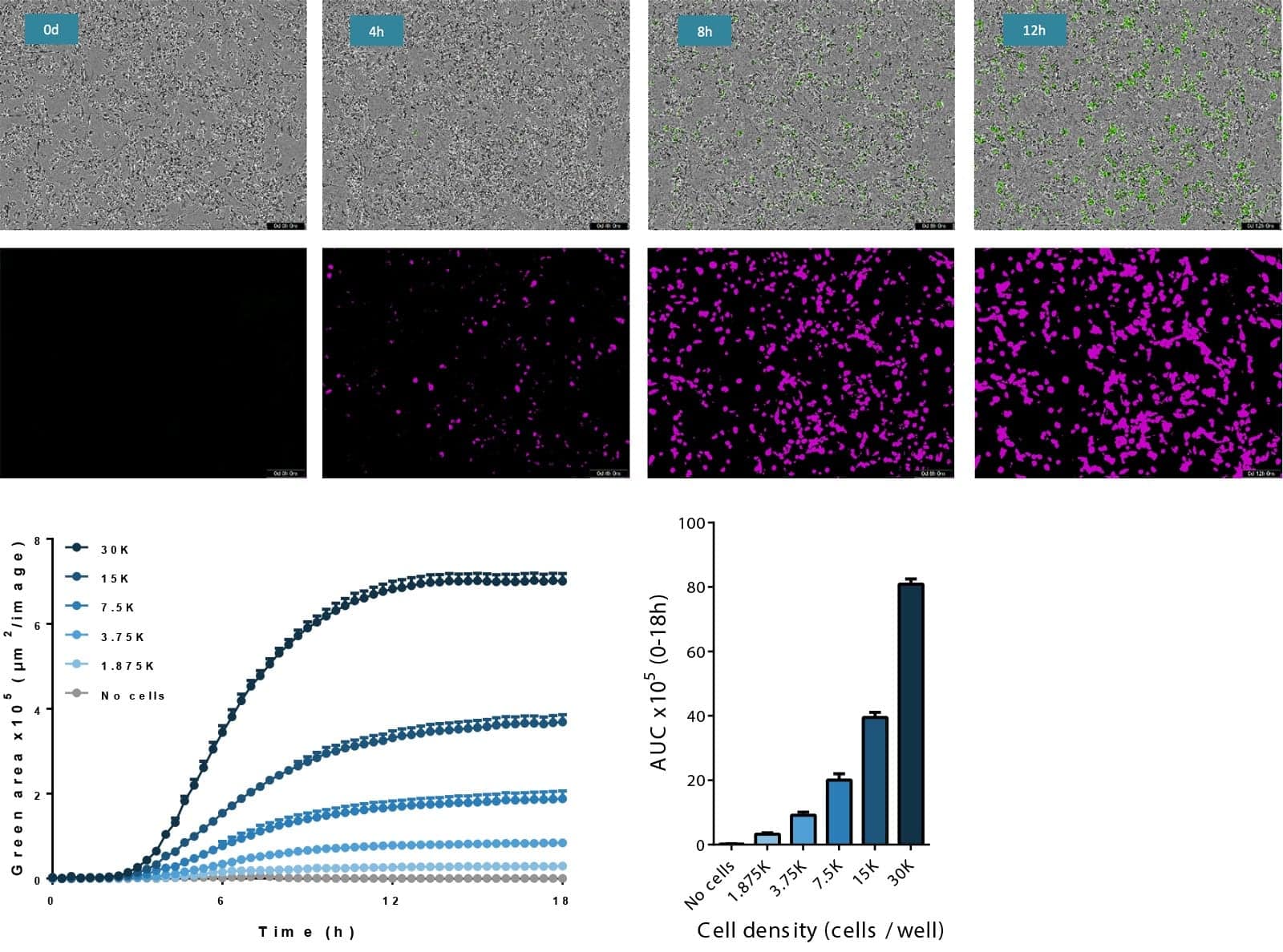 Macrophages - Intellicyt