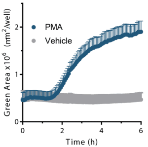 Neutrophils - Intellicyt