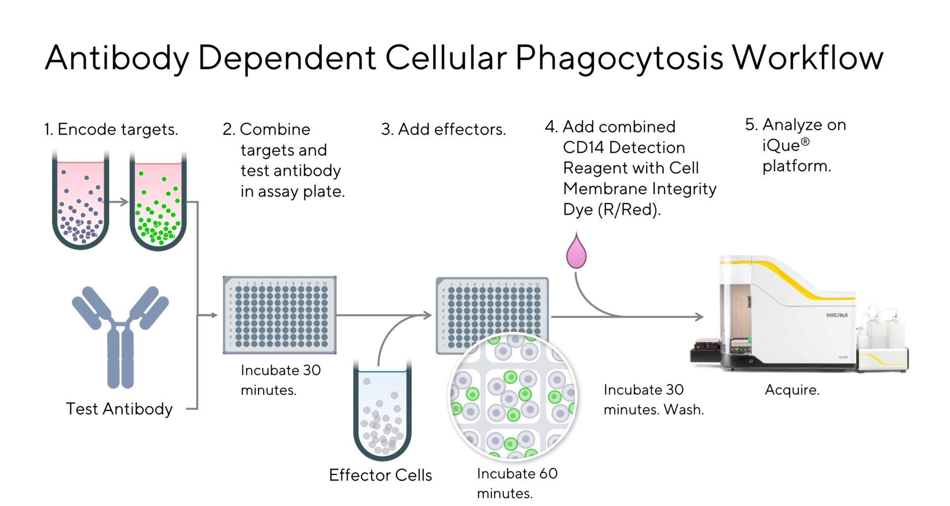 Antibody-Dependent Cellular Phagocytosis - Intellicyt